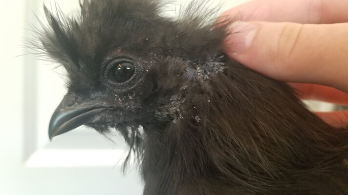 Attachments in thread "Lice egg infestation on silkie chick help ...