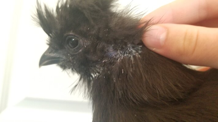 Attachments in thread "Lice egg infestation on silkie chick help ...