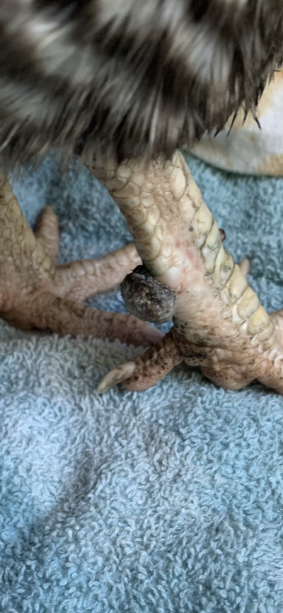 Big black scab | BackYard Chickens - Learn How to Raise Chickens