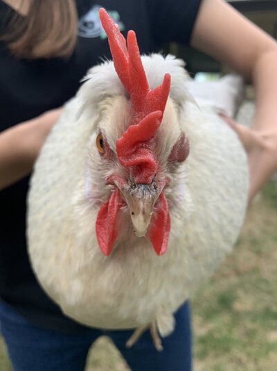 Hen Eye injury | BackYard Chickens - Learn How to Raise Chickens
