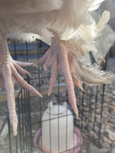 Broken toe? Help | BackYard Chickens - Learn How to Raise Chickens