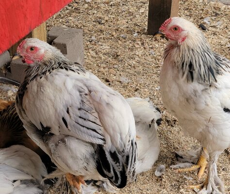 Attachments in thread "12 week old light brahma, roo or hens ...