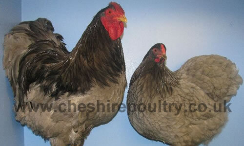 Attachments in thread "Silver vs Blue vs Self Blue vs Lavender ...