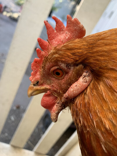 Hen with slightly swelled face and scabs | BackYard Chickens - Learn ...