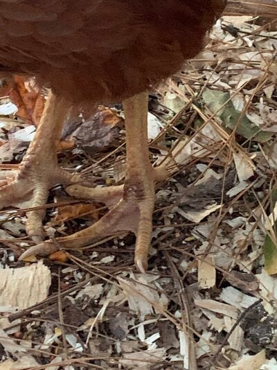 Does my chicken have a broken leg | BackYard Chickens - Learn How to ...