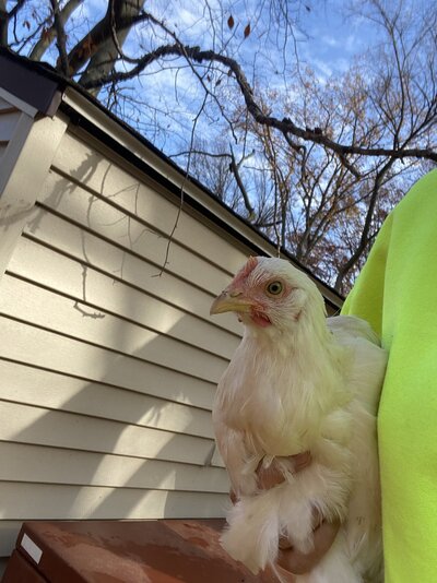 13 week “rainbow egger” | BackYard Chickens - Learn How to Raise Chickens