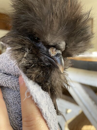 Clogged nostril? | BackYard Chickens - Learn How to Raise Chickens