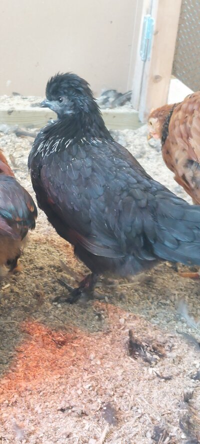 Pullet or cockerel? 10 weeks old. | BackYard Chickens - Learn How to ...