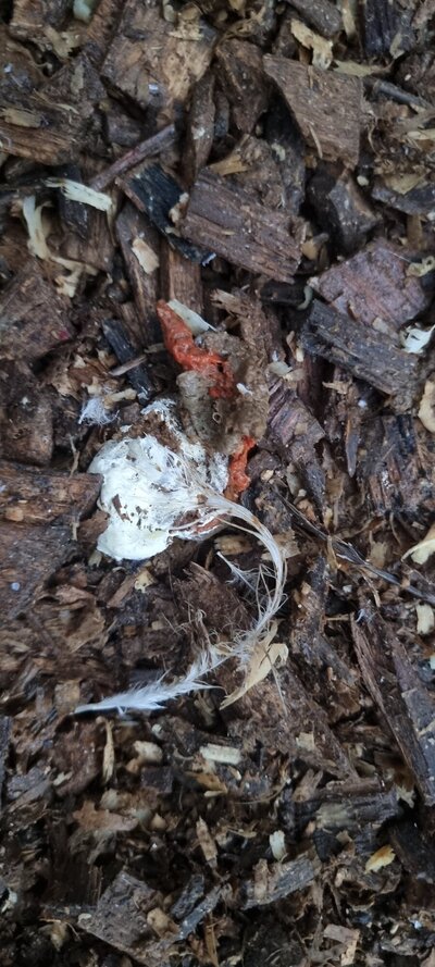 strange poop - warning ⚠️ grim pictures | BackYard Chickens - Learn How ...