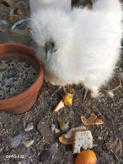 16 week silkie- streamers??? | BackYard Chickens - Learn How to Raise ...