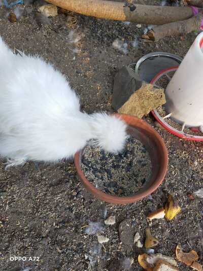 16 week silkie- streamers??? | BackYard Chickens - Learn How to Raise ...