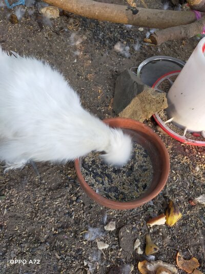 16 week silkie- streamers??? | BackYard Chickens - Learn How to Raise ...