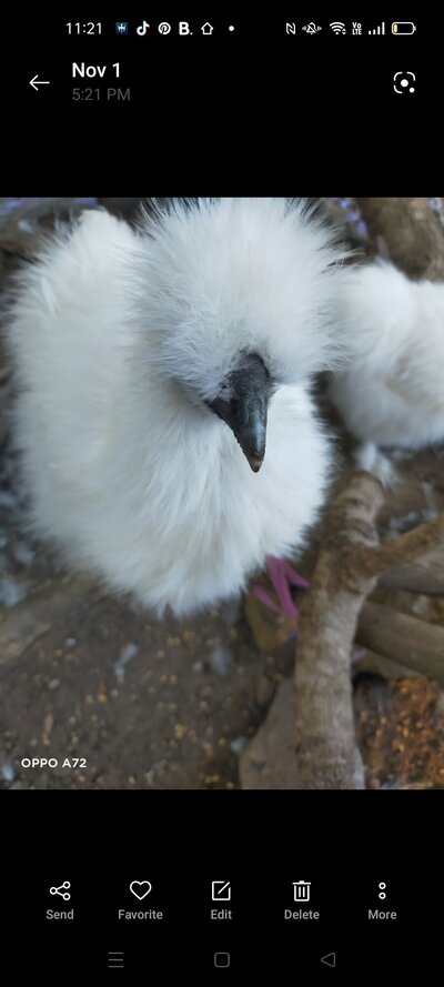16 week silkie- streamers??? | BackYard Chickens - Learn How to Raise ...