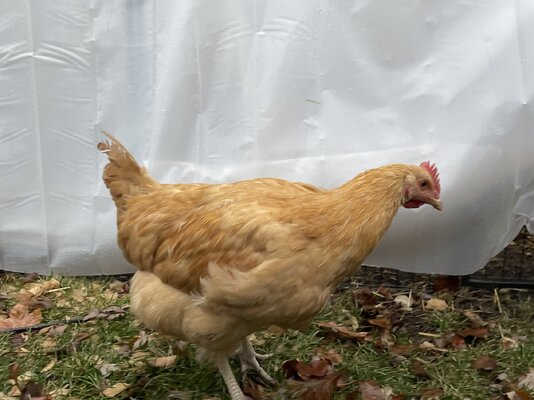 20 week Buff Orpington. Roo or pullet? | BackYard Chickens - Learn How ...