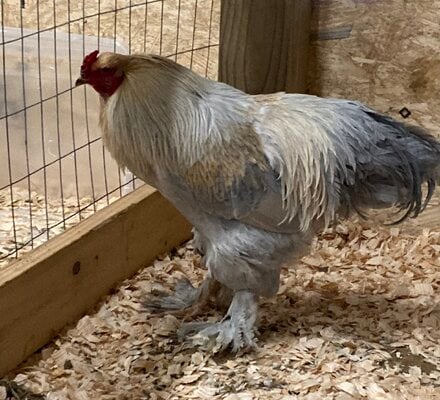 Isabel Brahmas? | BackYard Chickens - Learn How to Raise Chickens