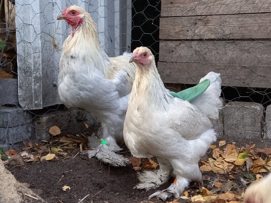 Isabel Brahmas? | BackYard Chickens - Learn How to Raise Chickens
