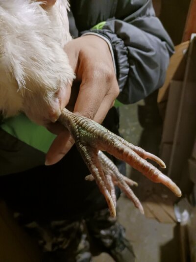 Green muscle disease | BackYard Chickens - Learn How to Raise Chickens