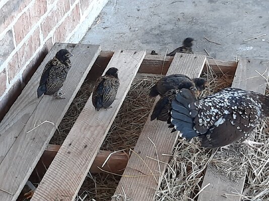 Golden Sebright x Mille fleur dp'uccle natural camo | BackYard Chickens ...