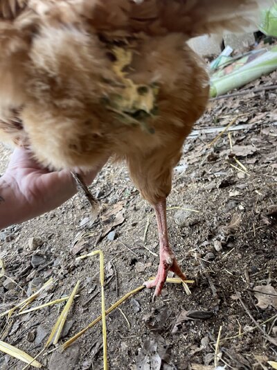 Vent Gleet? Gross Pic | BackYard Chickens - Learn How to Raise Chickens