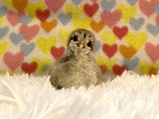 Hoover's Mystery Rare Chicks | BackYard Chickens - Learn How to Raise ...