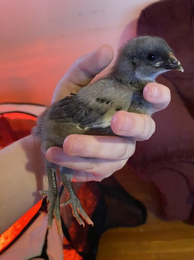 Hoover's Mystery Rare Chicks | BackYard Chickens - Learn How to Raise ...