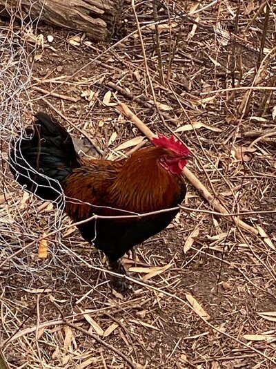 Attachments in thread "Black Copper Maran Bantams" | BackYard Chickens ...