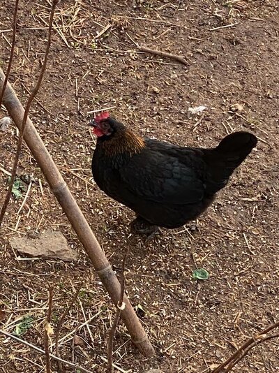 Attachments in thread "Black Copper Maran Bantams" | BackYard Chickens ...