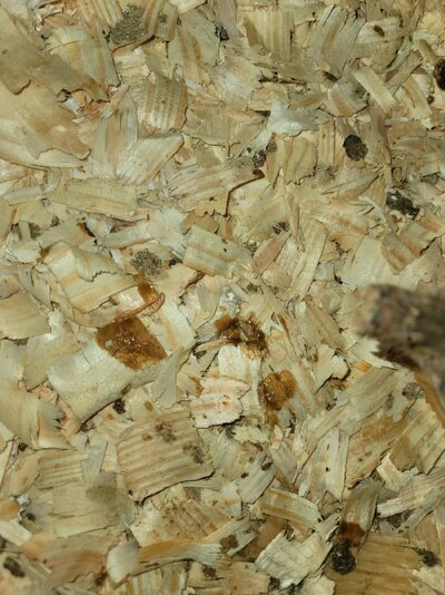 Normal baby chick poop pictures | BackYard Chickens - Learn How to ...