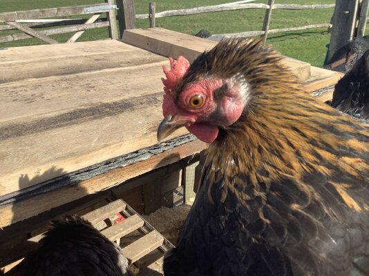 Attachments in thread "LUMP on my chickens face PLEASE HELP SHES NOT ...
