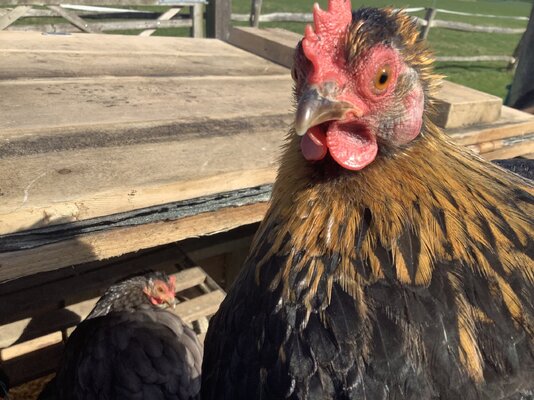 Attachments in thread "LUMP on my chickens face PLEASE HELP SHES NOT ...