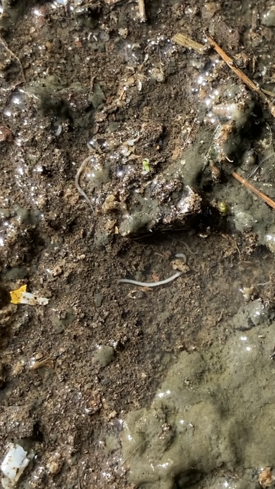 White worms in duck poo | BackYard Chickens - Learn How to Raise Chickens