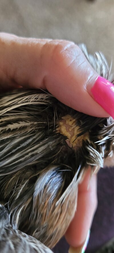 Growth on my chickens neck | BackYard Chickens - Learn How to Raise ...