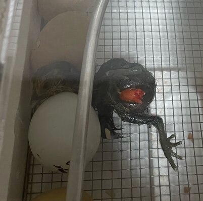 Unabsorbed yolk sac or something else ?? | BackYard Chickens - Learn ...