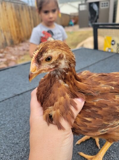 6-7 week old rhode island reds | BackYard Chickens - Learn How to Raise ...