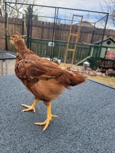 6-7 week old rhode island reds | BackYard Chickens - Learn How to Raise ...