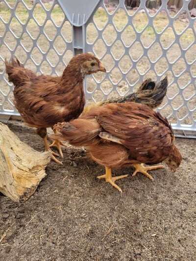 6-7 week old rhode island reds | BackYard Chickens - Learn How to Raise ...