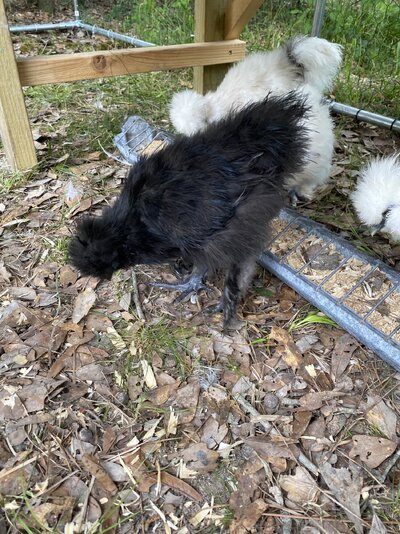 Silkies 10 weeks | BackYard Chickens - Learn How to Raise Chickens