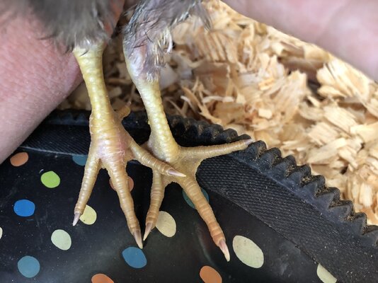 Baby chicken with weird lump on foot | BackYard Chickens - Learn How to ...