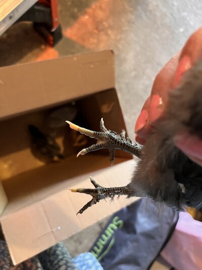 Feathered footed/legged blue australorp?! | BackYard Chickens - Learn ...