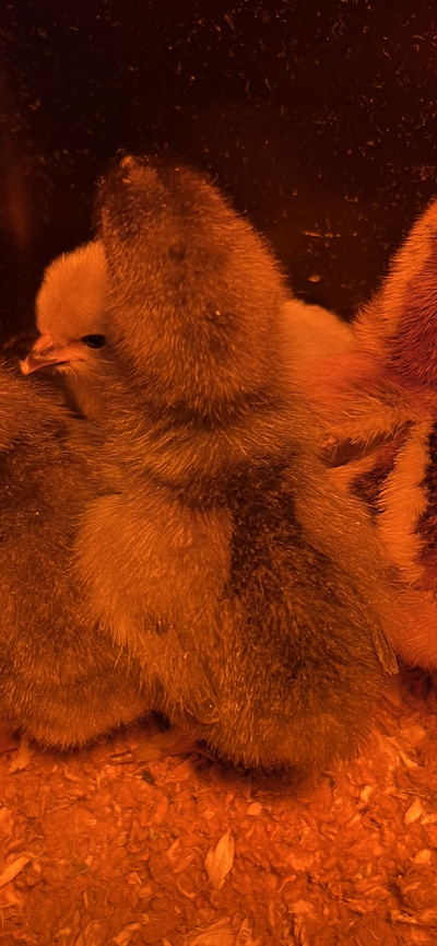 Feathered footed/legged blue australorp?! | BackYard Chickens - Learn ...