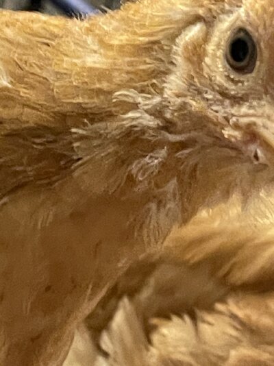 Scabs and swelling above wattles, need help identifying. | BackYard ...