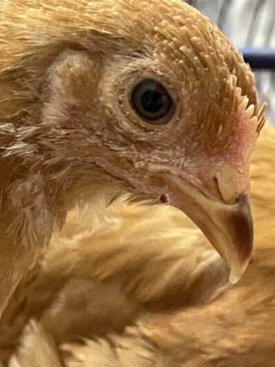 Scabs and swelling above wattles, need help identifying. | BackYard ...