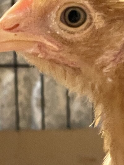 Scabs and swelling above wattles, need help identifying. | BackYard ...