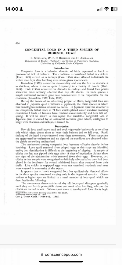 Congenital loco - stargazing chicks | BackYard Chickens - Learn How to ...