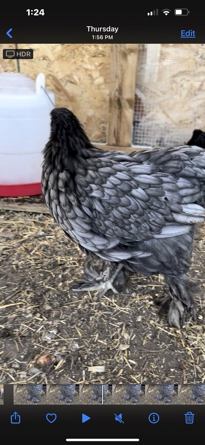 14 week Brahma mix pullet or roo? | BackYard Chickens - Learn How to ...