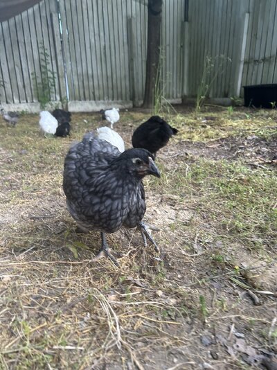 Help sexing 9 week old chickens | BackYard Chickens - Learn How to ...