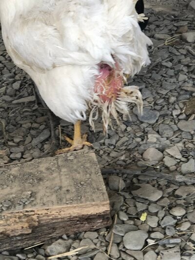 Swollen chicken bum | BackYard Chickens - Learn How to Raise Chickens