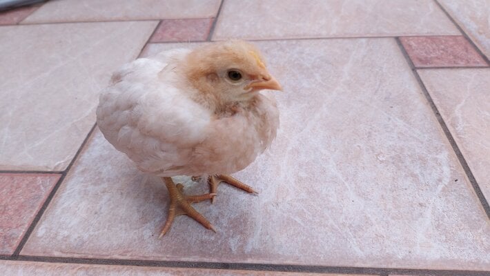 Pale cream legbar male or female? | BackYard Chickens - Learn How to ...