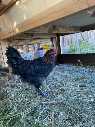 11 week old French Black Copper Marans rooster for rehoming | BackYard ...