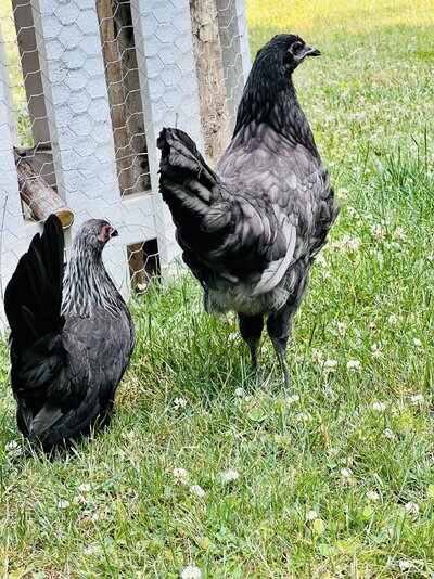 Attachments in thread "12 week old blue Andalusian- cockerel or pullet ...